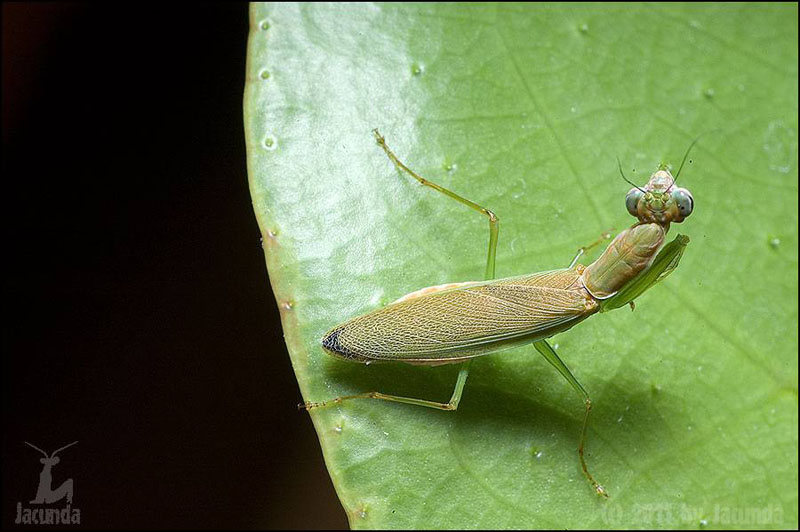 Odontomantis cf. planiceps - Herkunft, Haltung und Zucht - Mantodeenjaeger